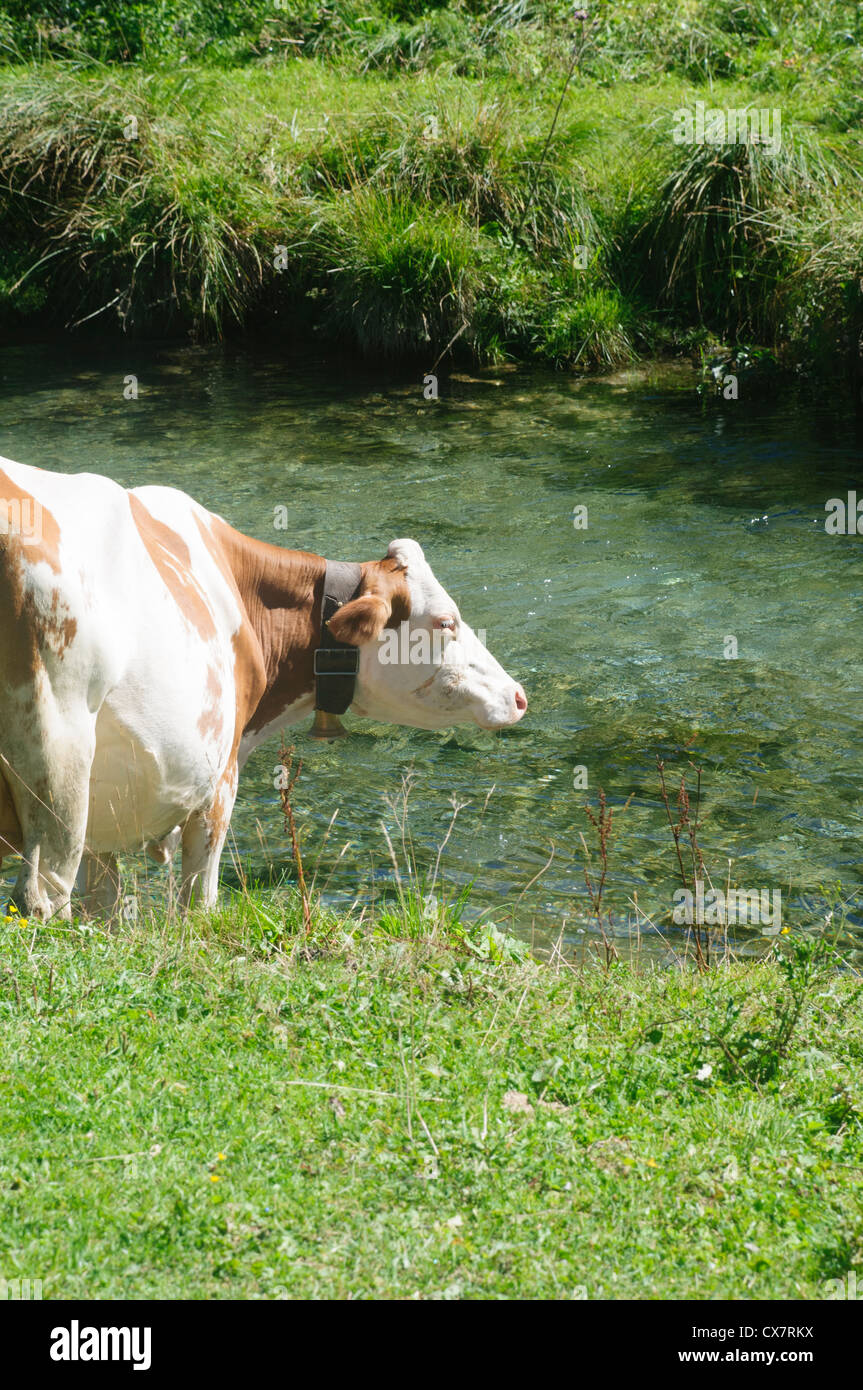 Free roaming farm animals hi-res stock photography and images - Alamy