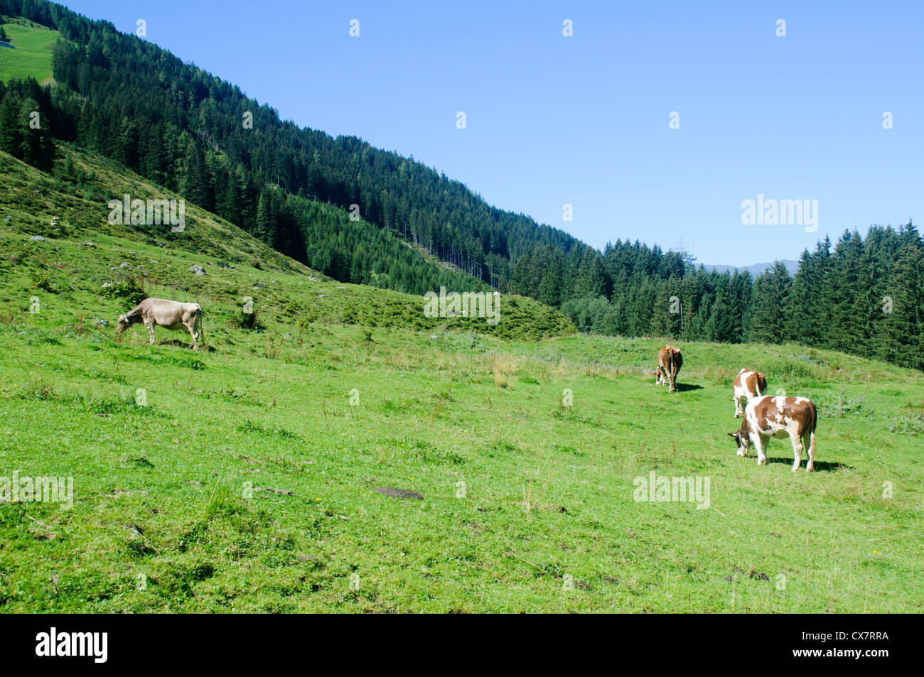 Free roaming cows hi-res stock photography and images - Alamy