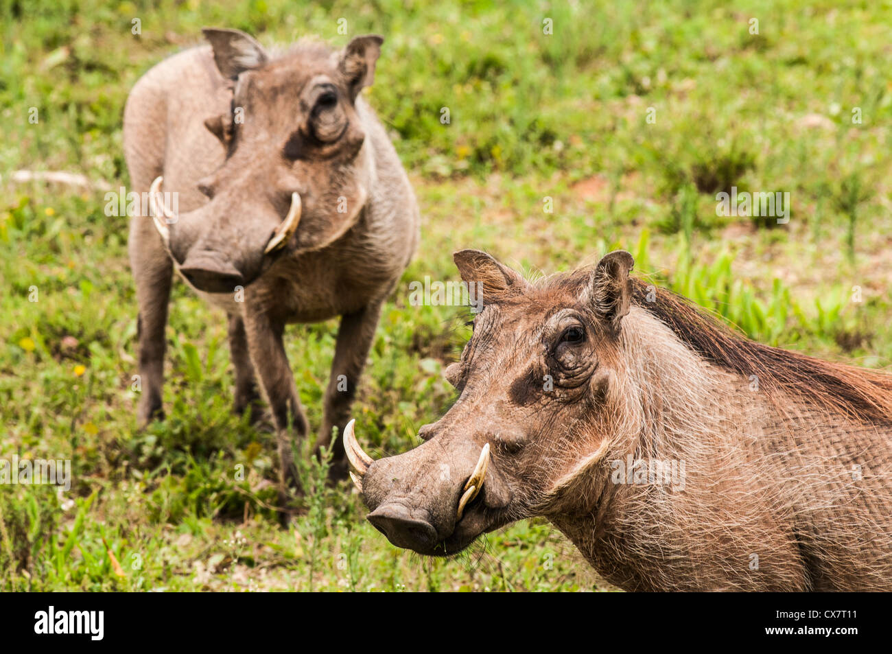 Addo National Park Stock Photo - Alamy