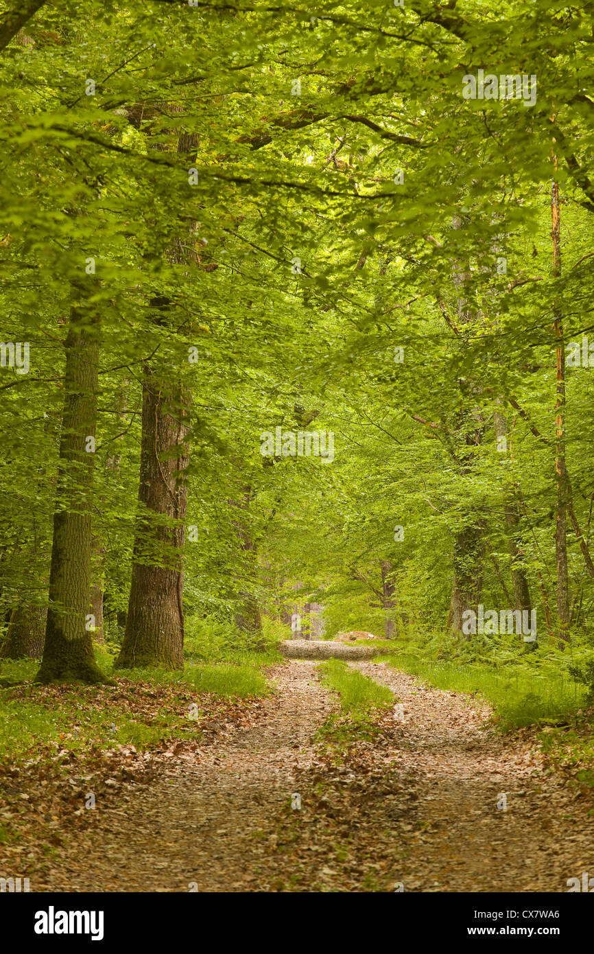 A forest track in Sologne woodland in France Stock Photo - Alamy