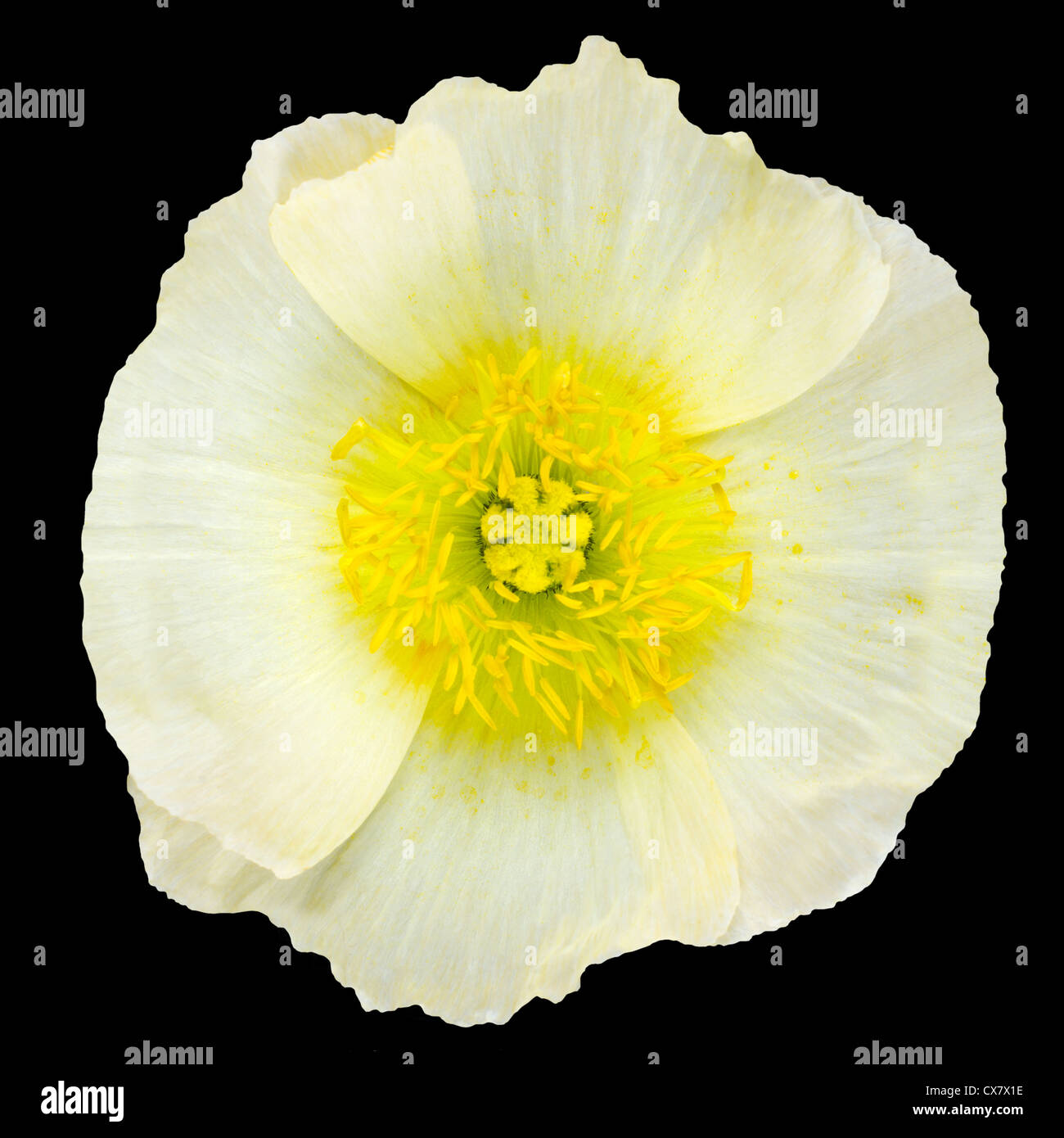 White Poppy Flower Macro with Yellow Center Isolated on Black ...