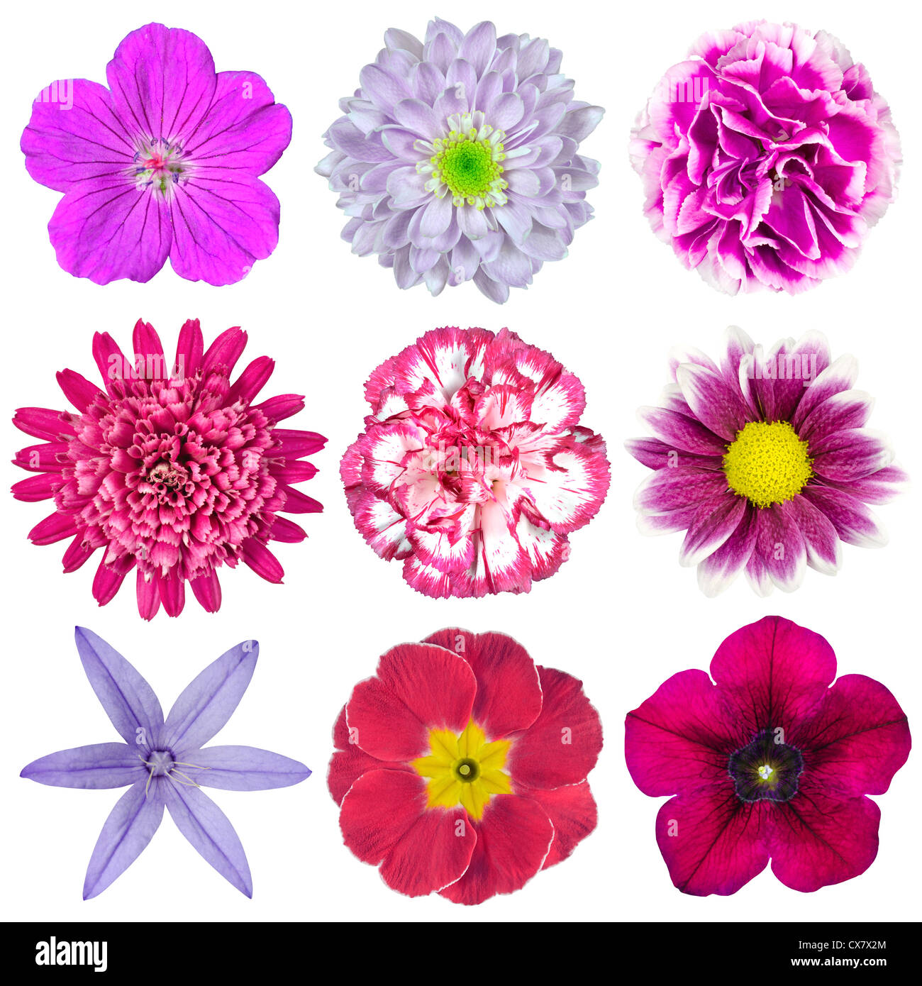 flower collection pink purple blue red white set dahlia chrysanthemum ...