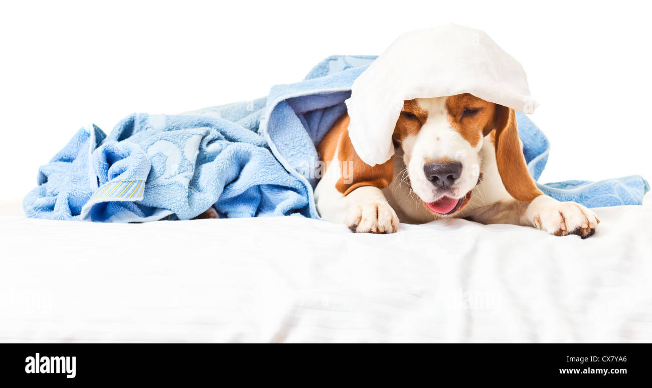 Very much sick dog , isolated on a white background Stock Photo - Alamy
