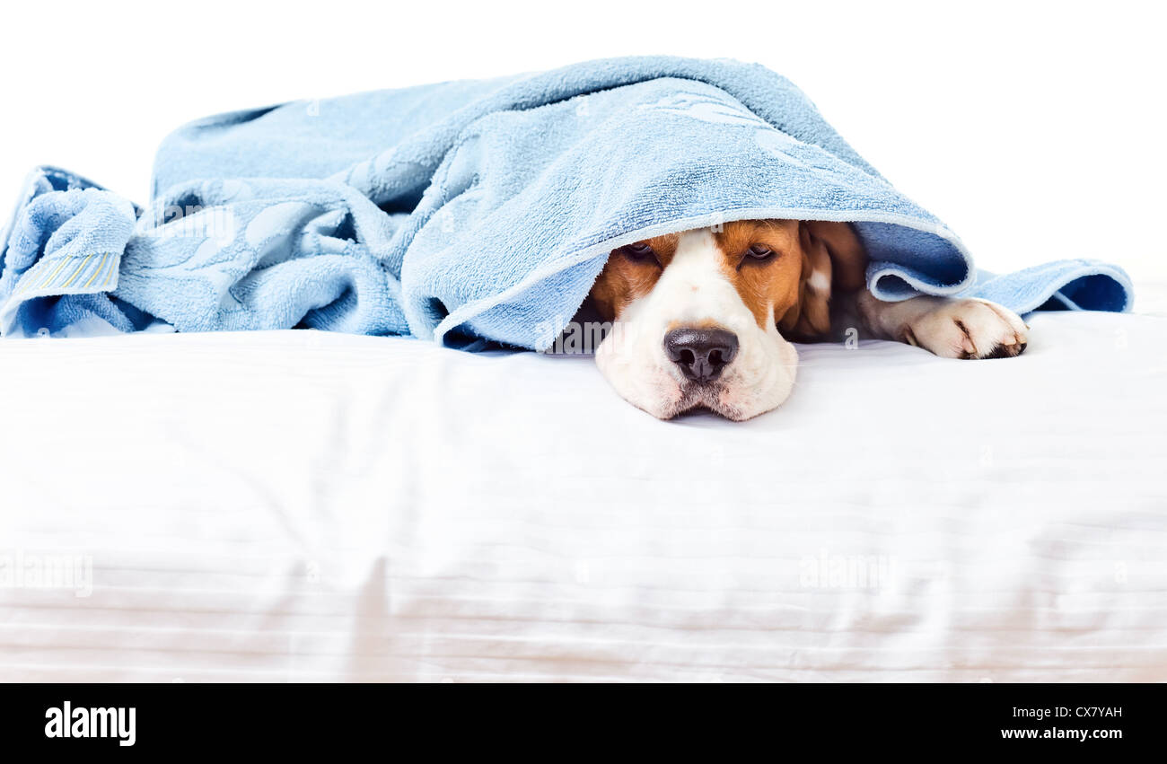 Very much sick dog , isolated on a white background Stock Photo - Alamy
