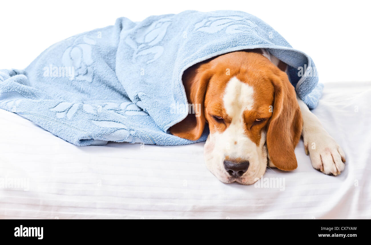 Very much sick dog , isolated on a white background Stock Photo - Alamy