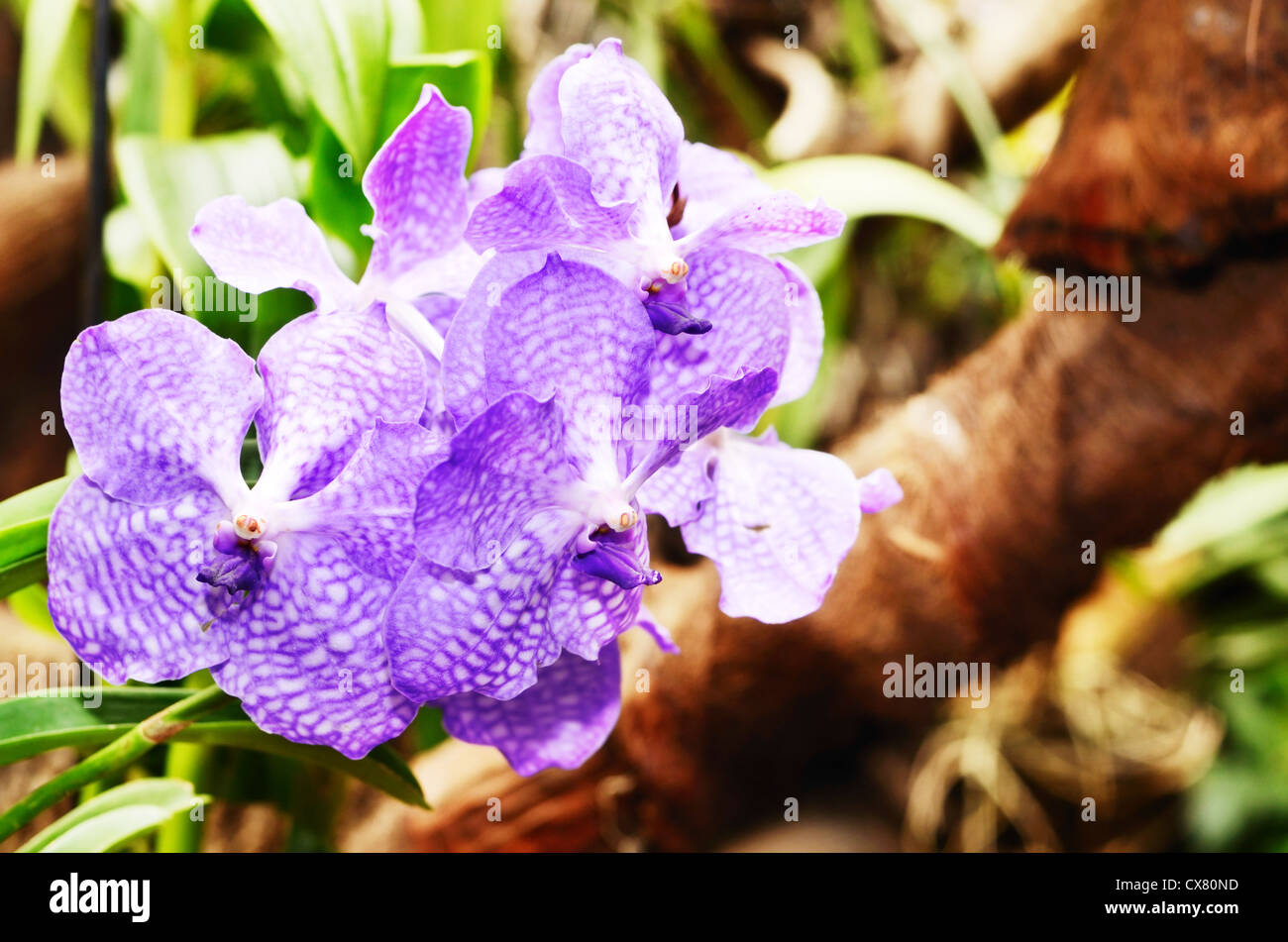 Violet orchid over bright natural background closeup photo Stock Photo ...