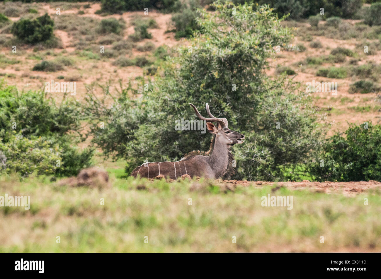 Addo National Park Stock Photo - Alamy