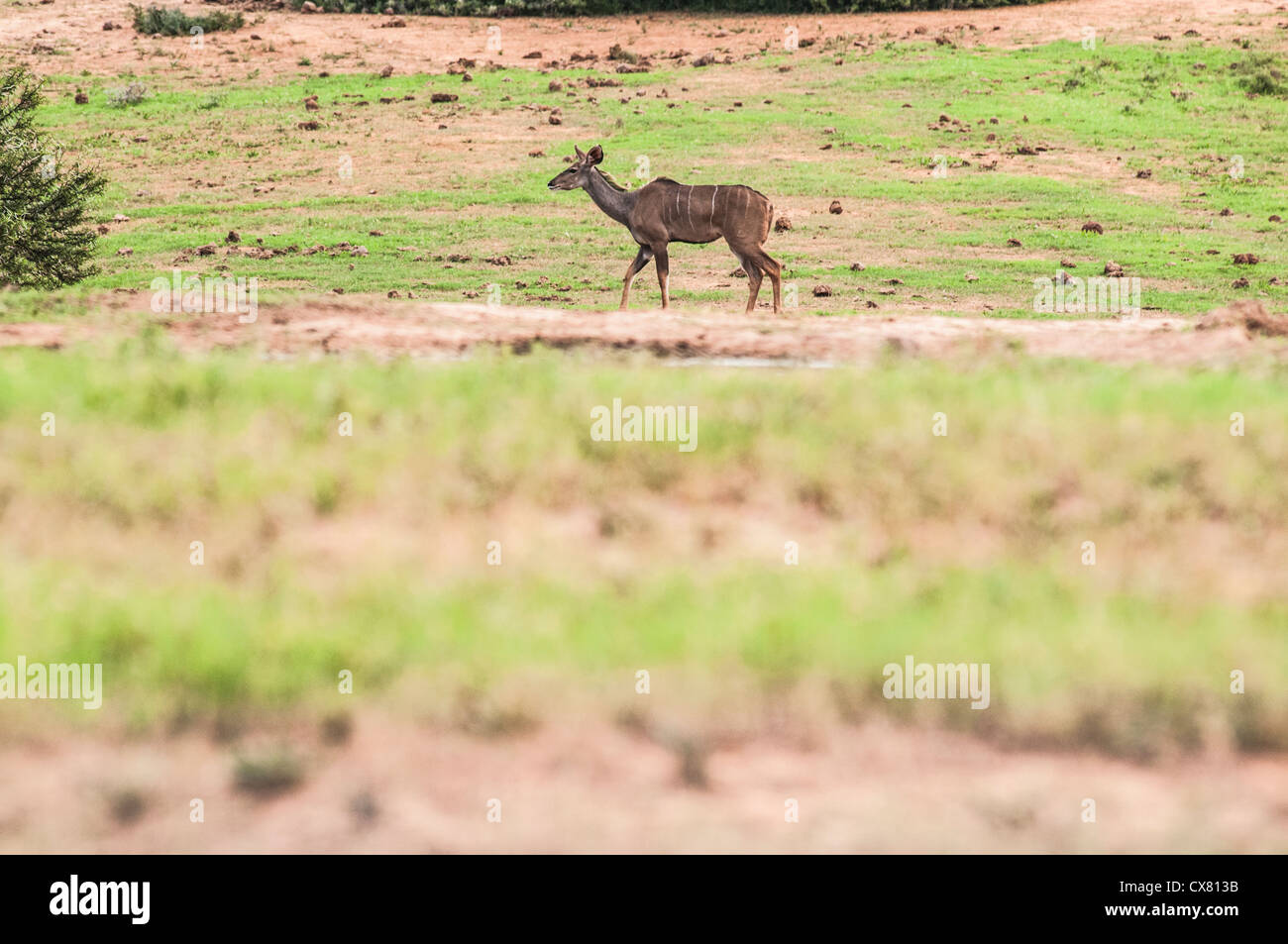 Addo National Park Stock Photo - Alamy
