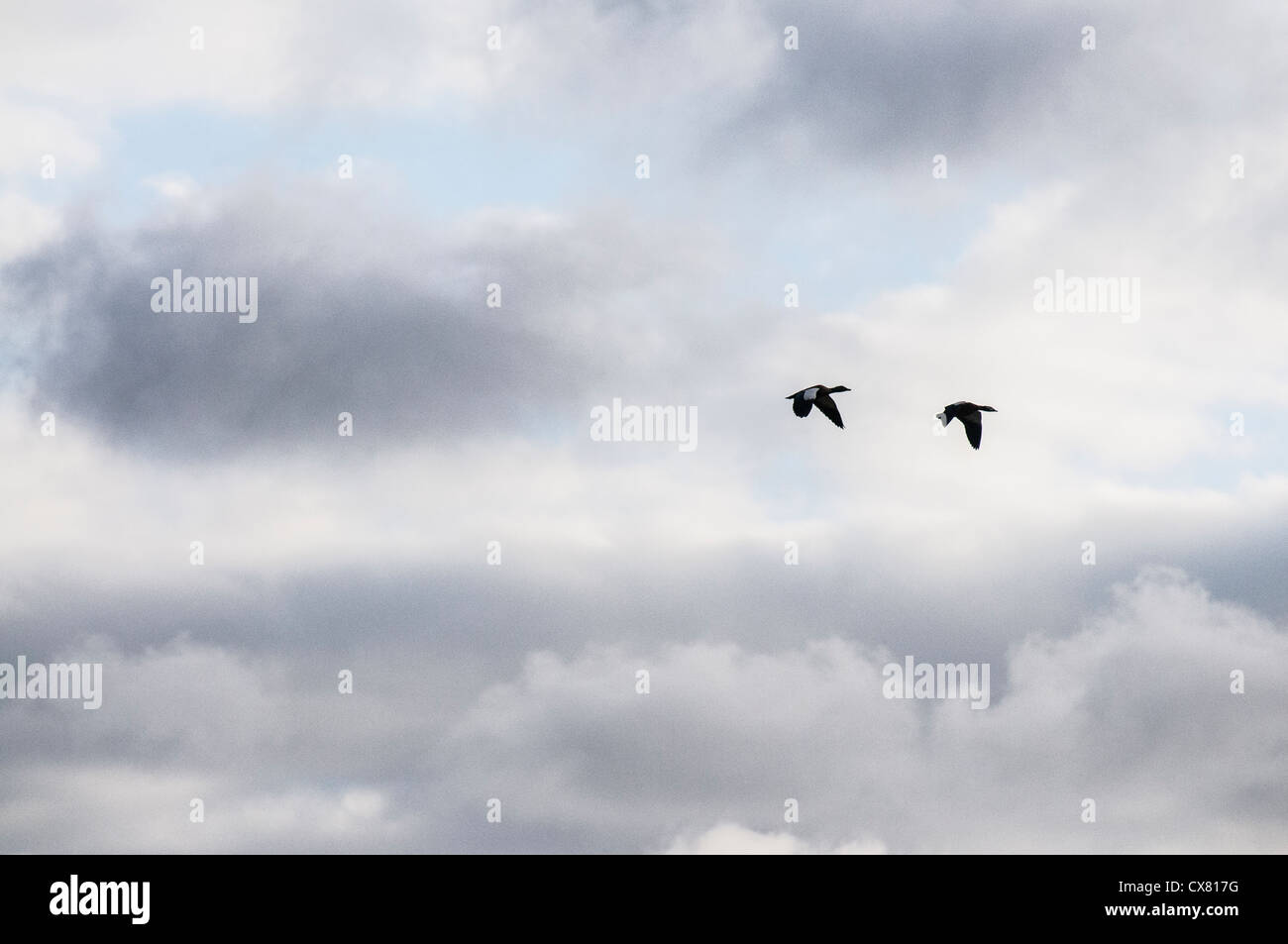 Addo birds hi-res stock photography and images - Alamy
