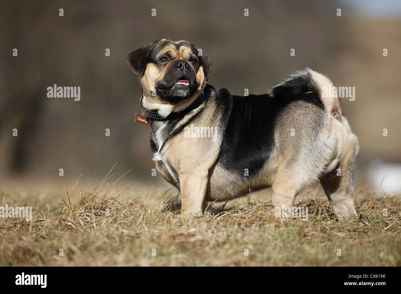 Puggle standing hi-res stock photography and images - Alamy
