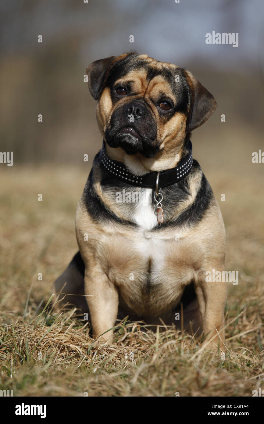 Puggles hi-res stock photography and images - Alamy