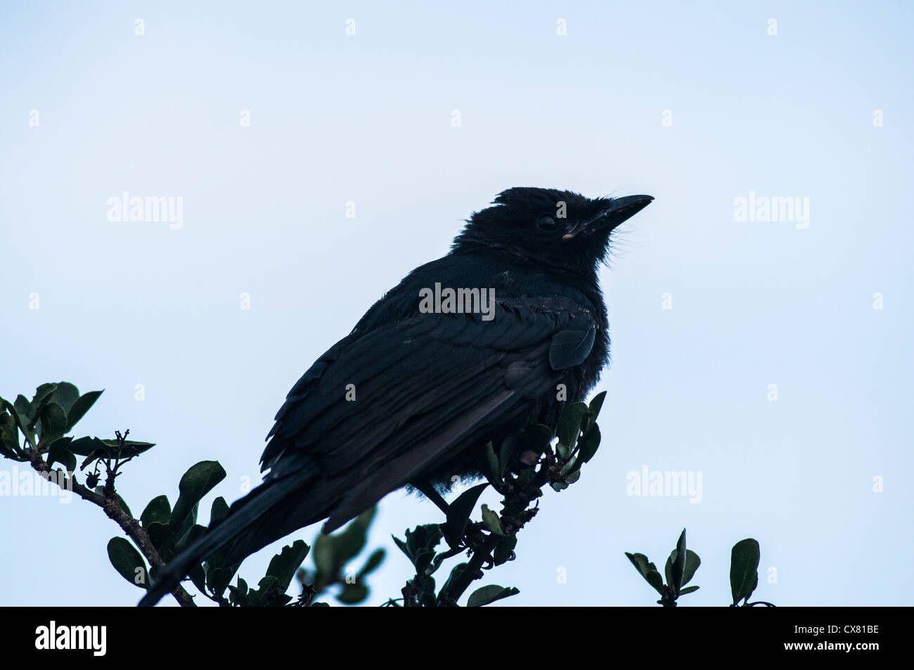 Addo birds hi-res stock photography and images - Alamy