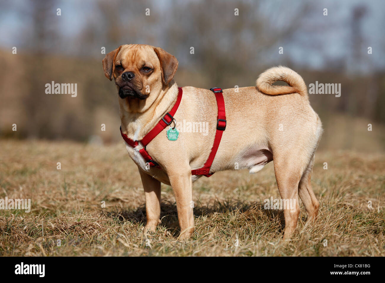 Puggle standing hi-res stock photography and images - Alamy