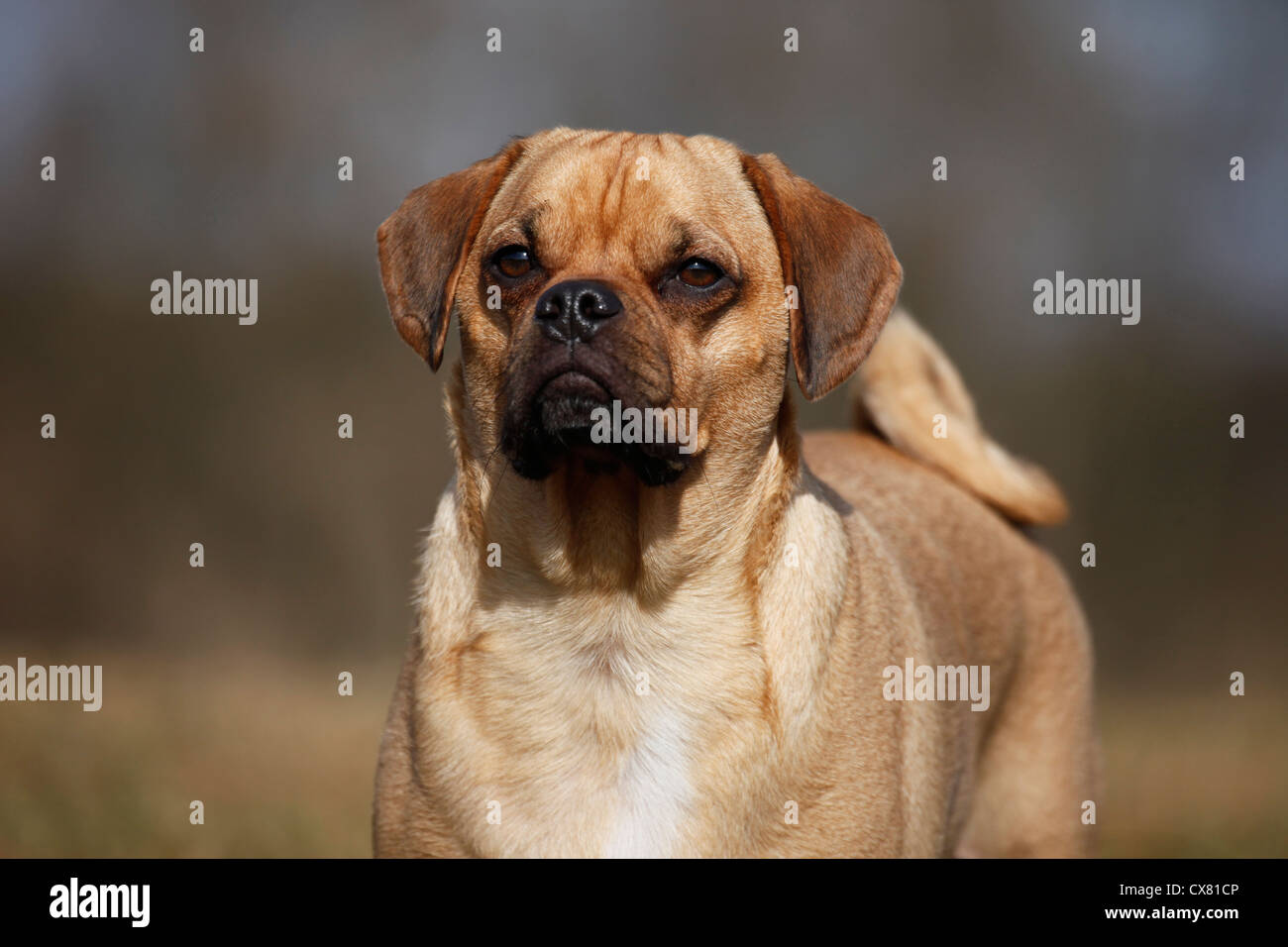 Puggles hi-res stock photography and images - Alamy