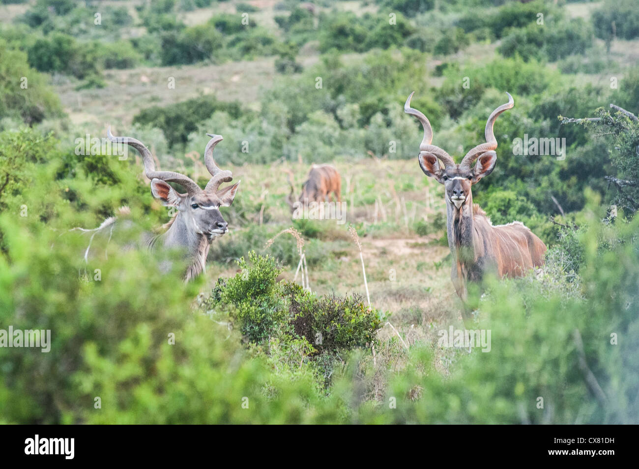 Addo national park hi-res stock photography and images - Alamy