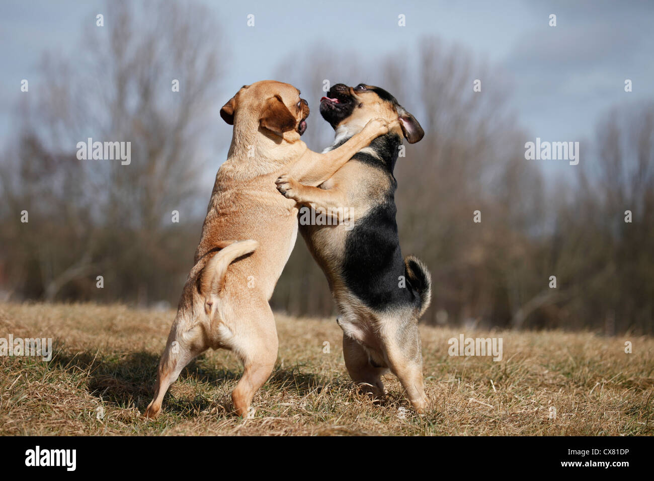Puggles Stock Photos & Puggles Stock Images - Alamy