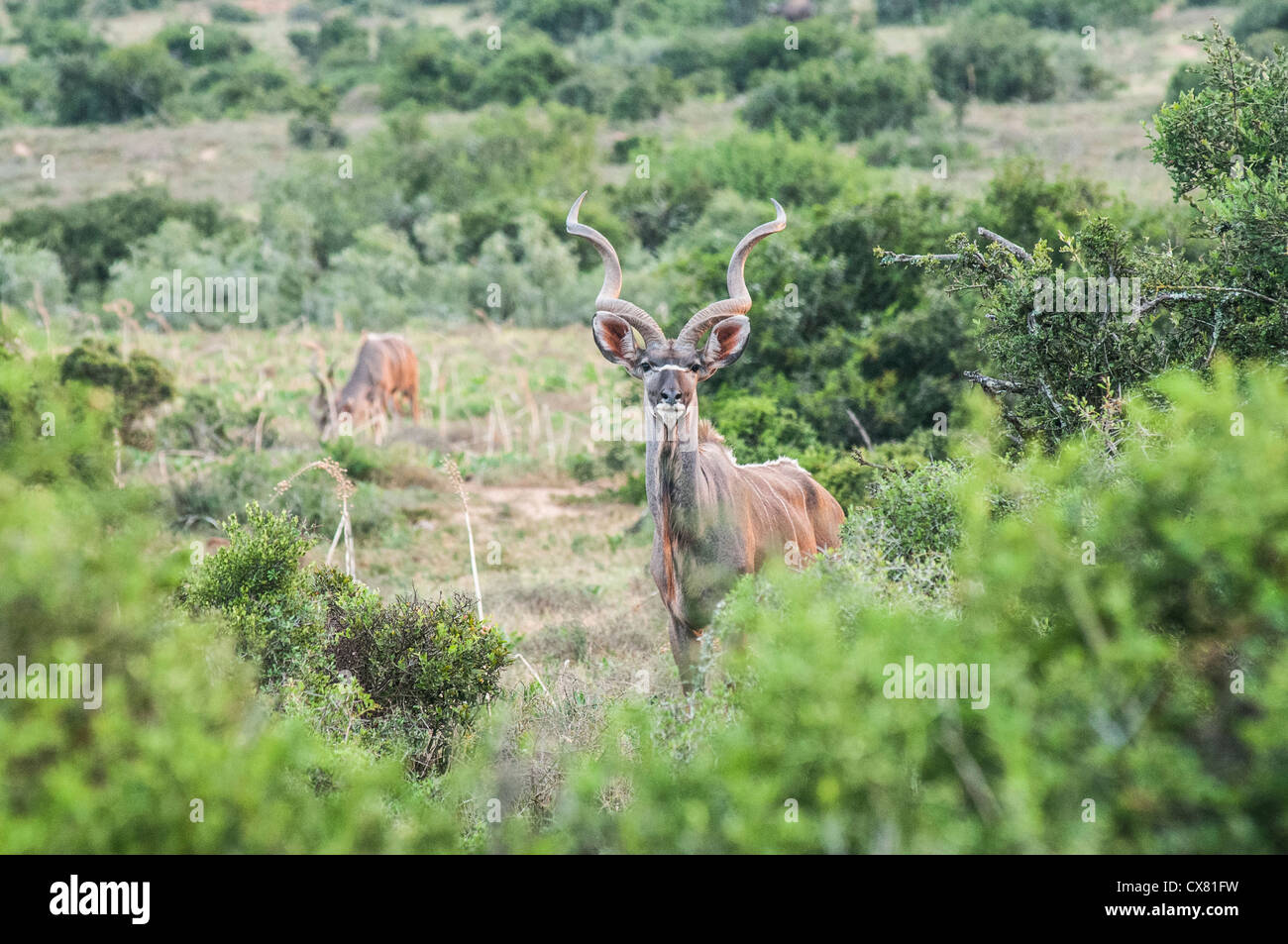 Addo national park hi-res stock photography and images - Alamy