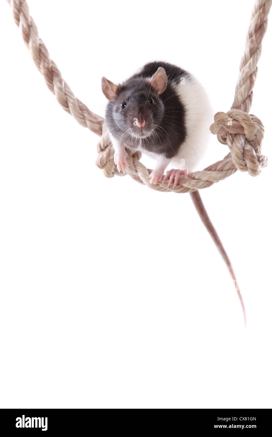 Piebald rat hi-res stock photography and images - Alamy
