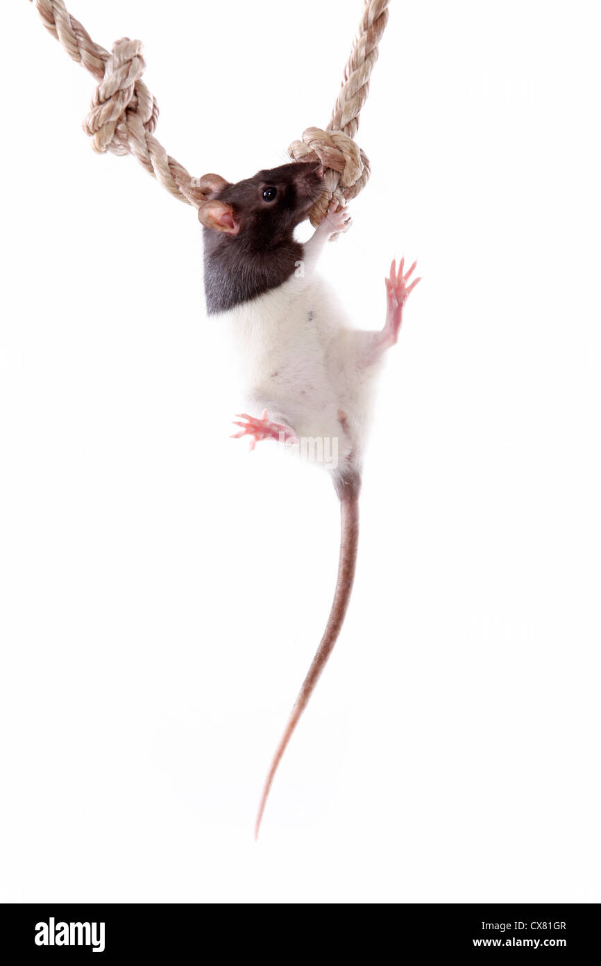 Rat ship Cut Out Stock Images & Pictures - Alamy