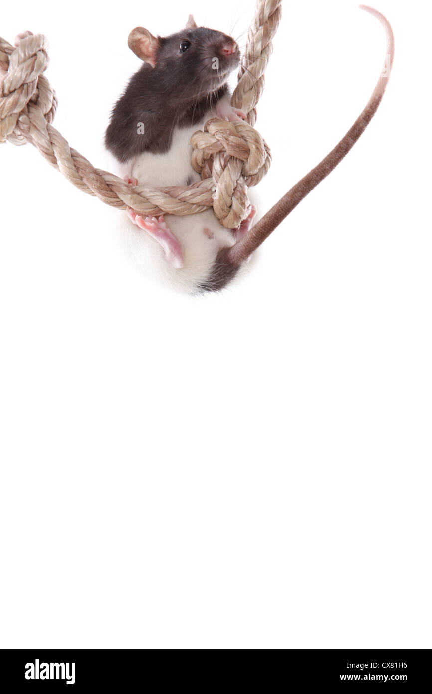 Rat rats cutout Cut Out Stock Images & Pictures - Alamy