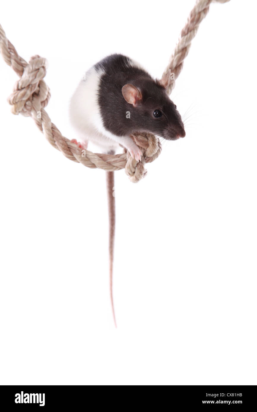 Rat rats cutout Cut Out Stock Images & Pictures - Alamy