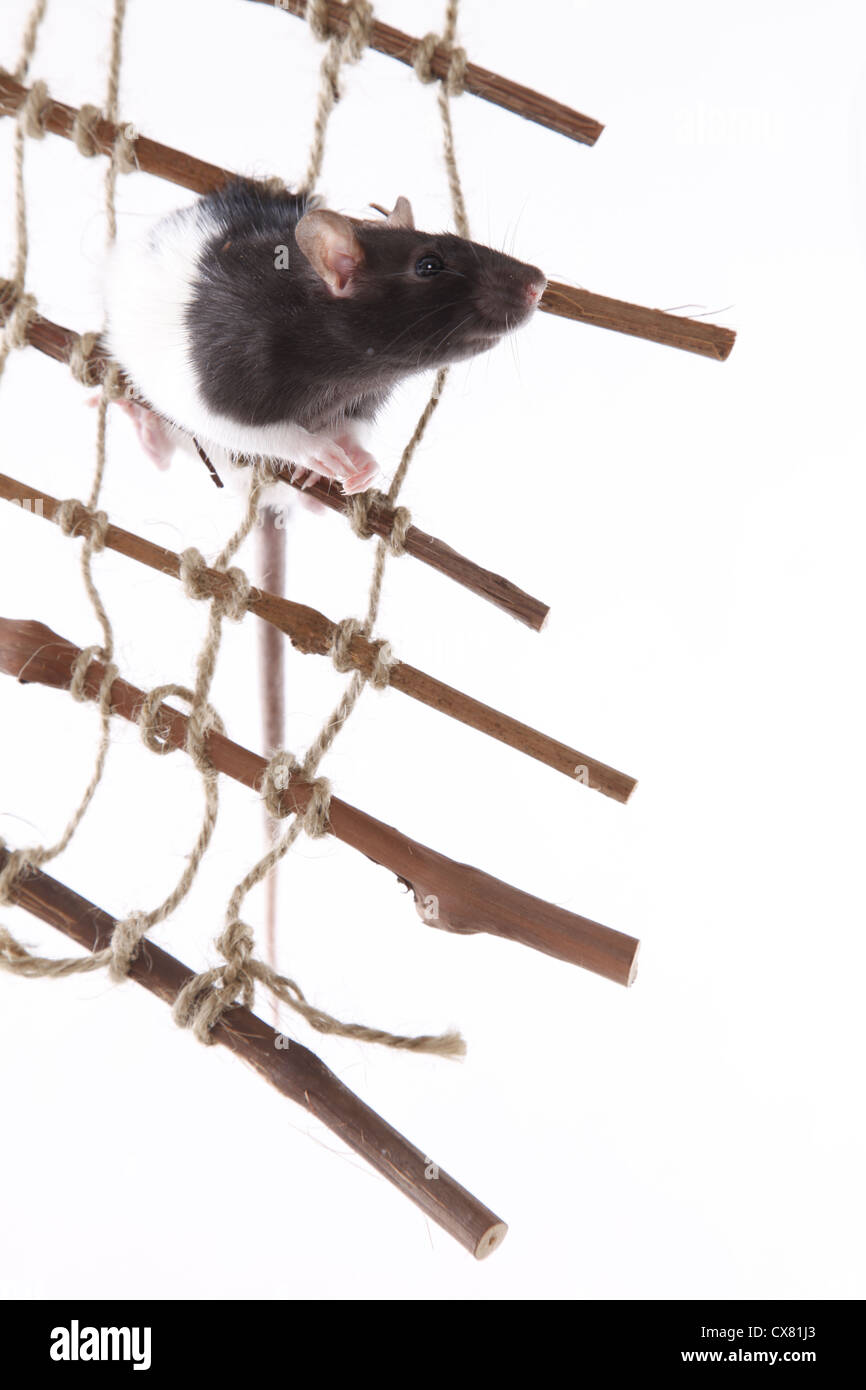 Piebald rat hi-res stock photography and images - Alamy