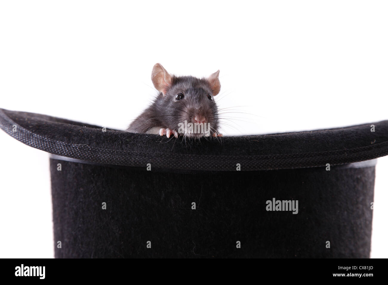 Rat ship hi-res stock photography and images - Alamy