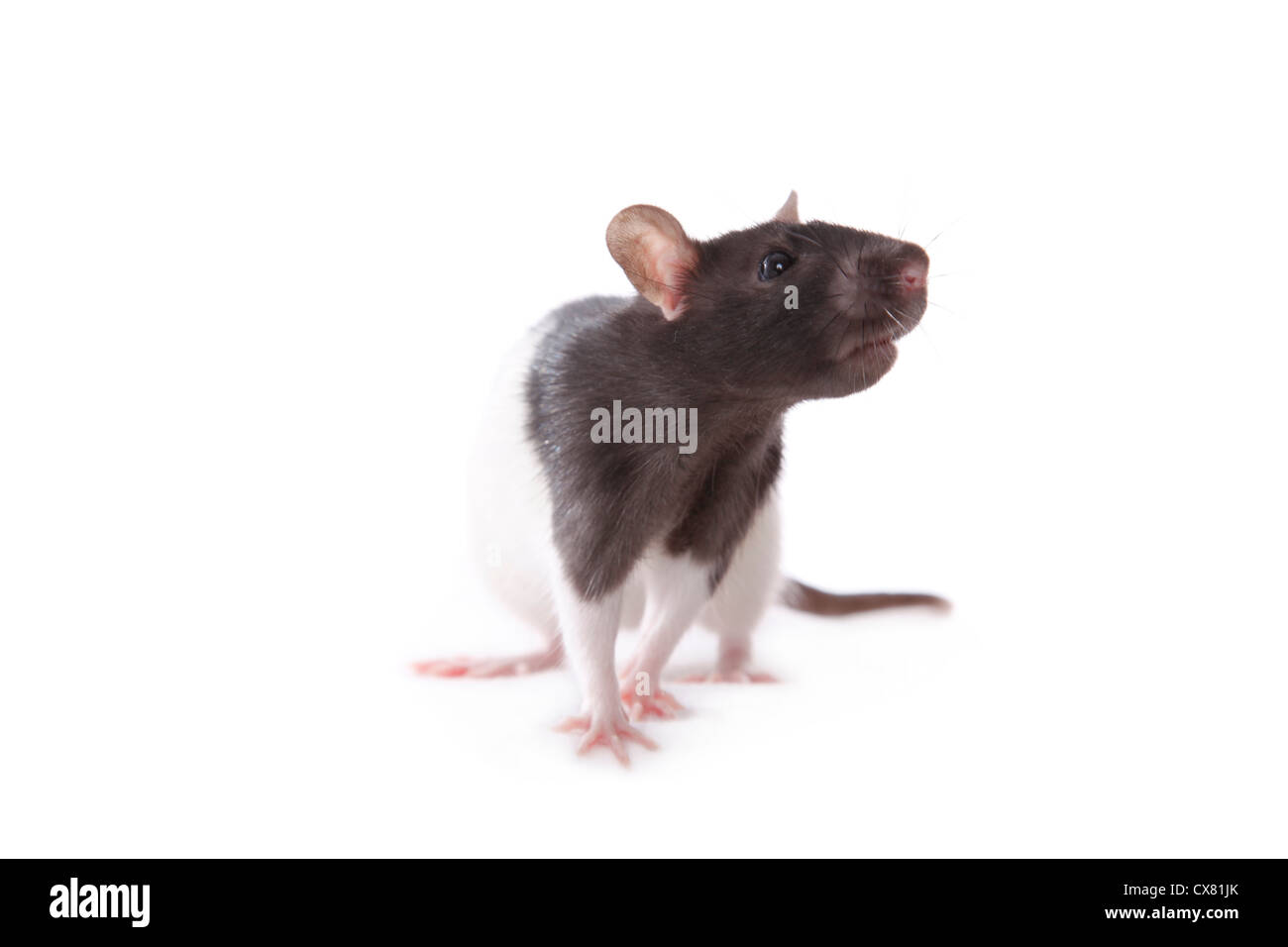 Rat rats cutout Cut Out Stock Images & Pictures - Alamy