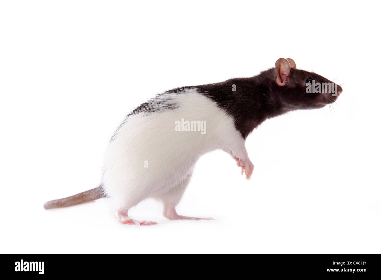 Rat profile hi-res stock photography and images - Alamy
