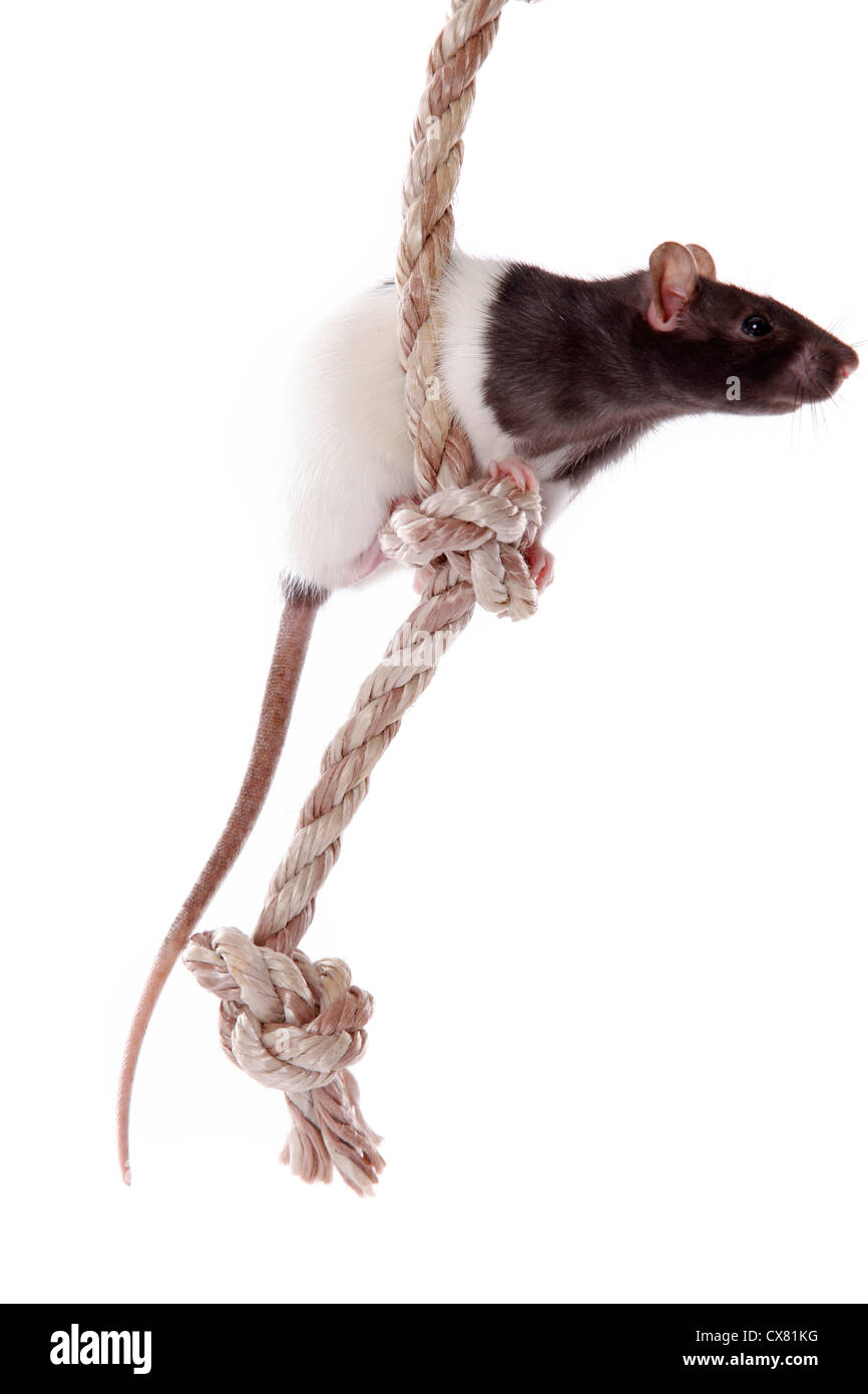 Pied view Cut Out Stock Images & Pictures - Alamy