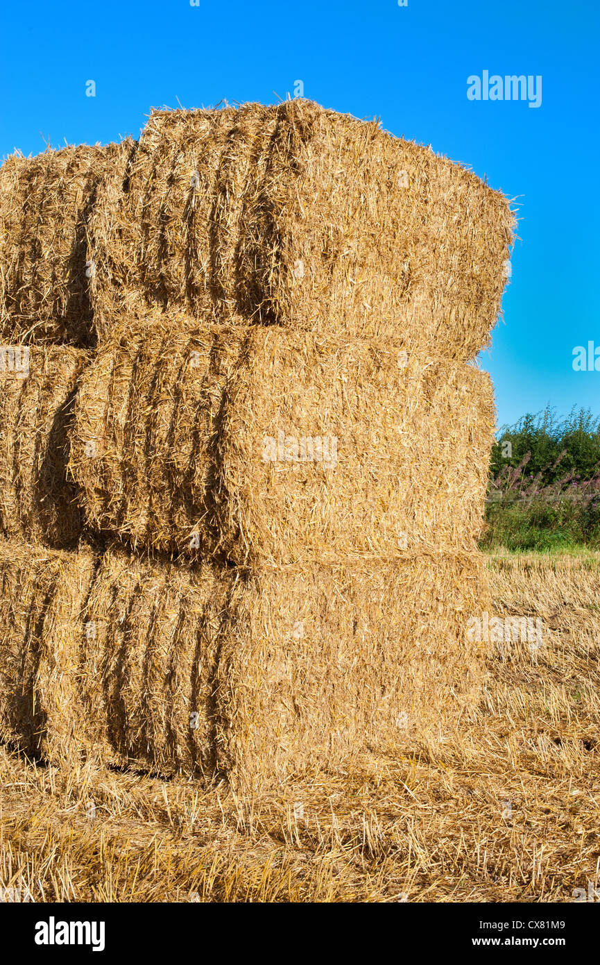 Stack of hay bales in a Shropshire field Stock Photo - Alamy