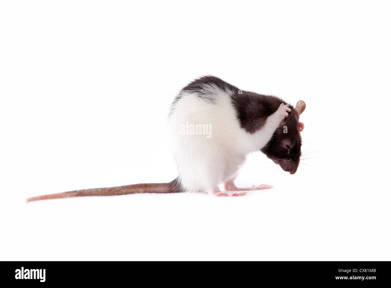 Rat profile hi-res stock photography and images - Alamy