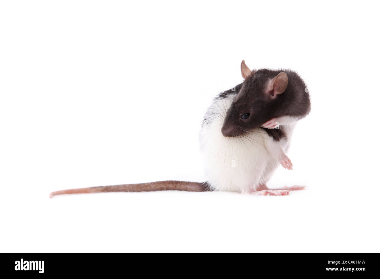 Rats grooming hi-res stock photography and images - Alamy
