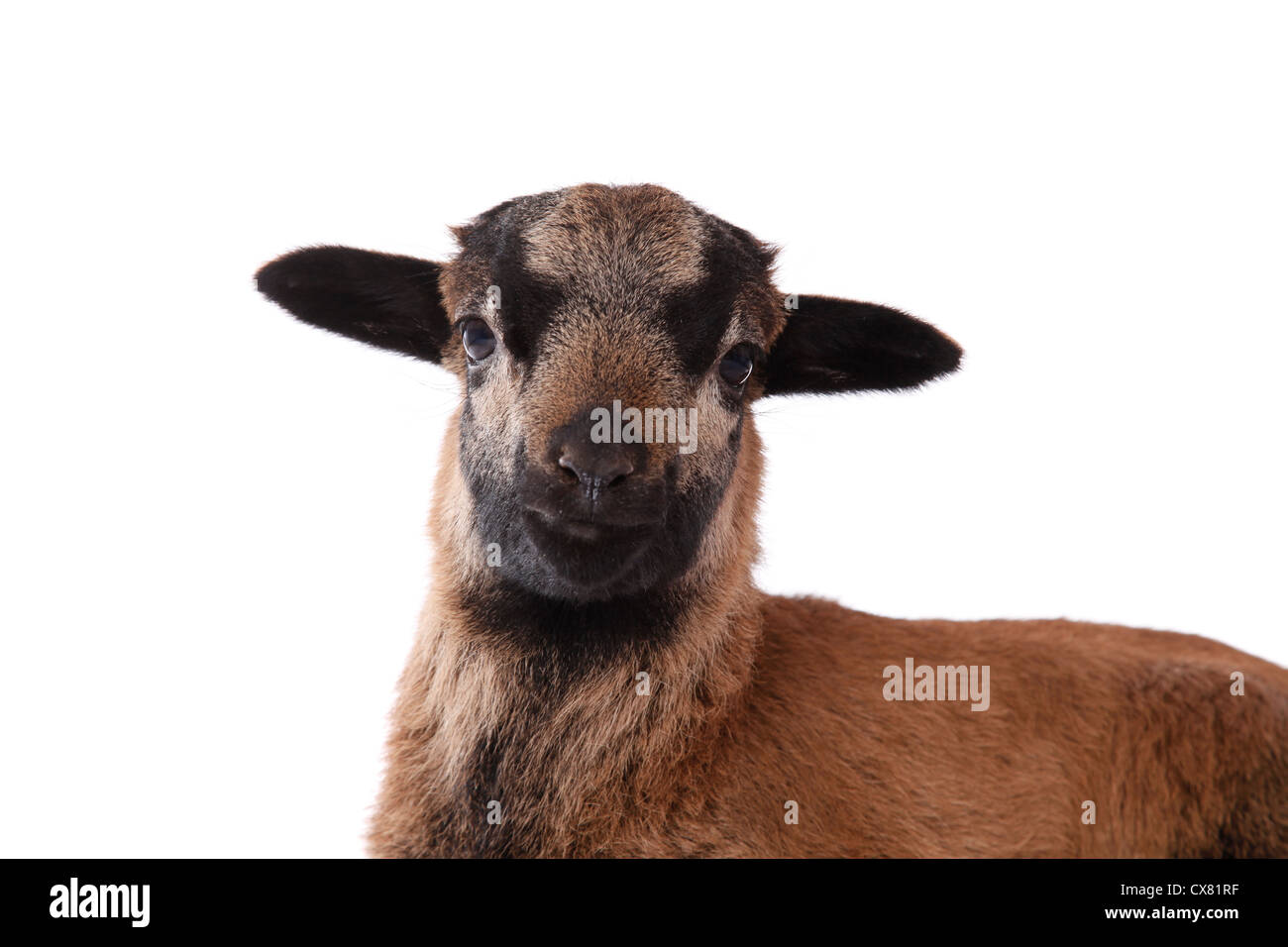 Side view of a lamb hi-res stock photography and images - Alamy