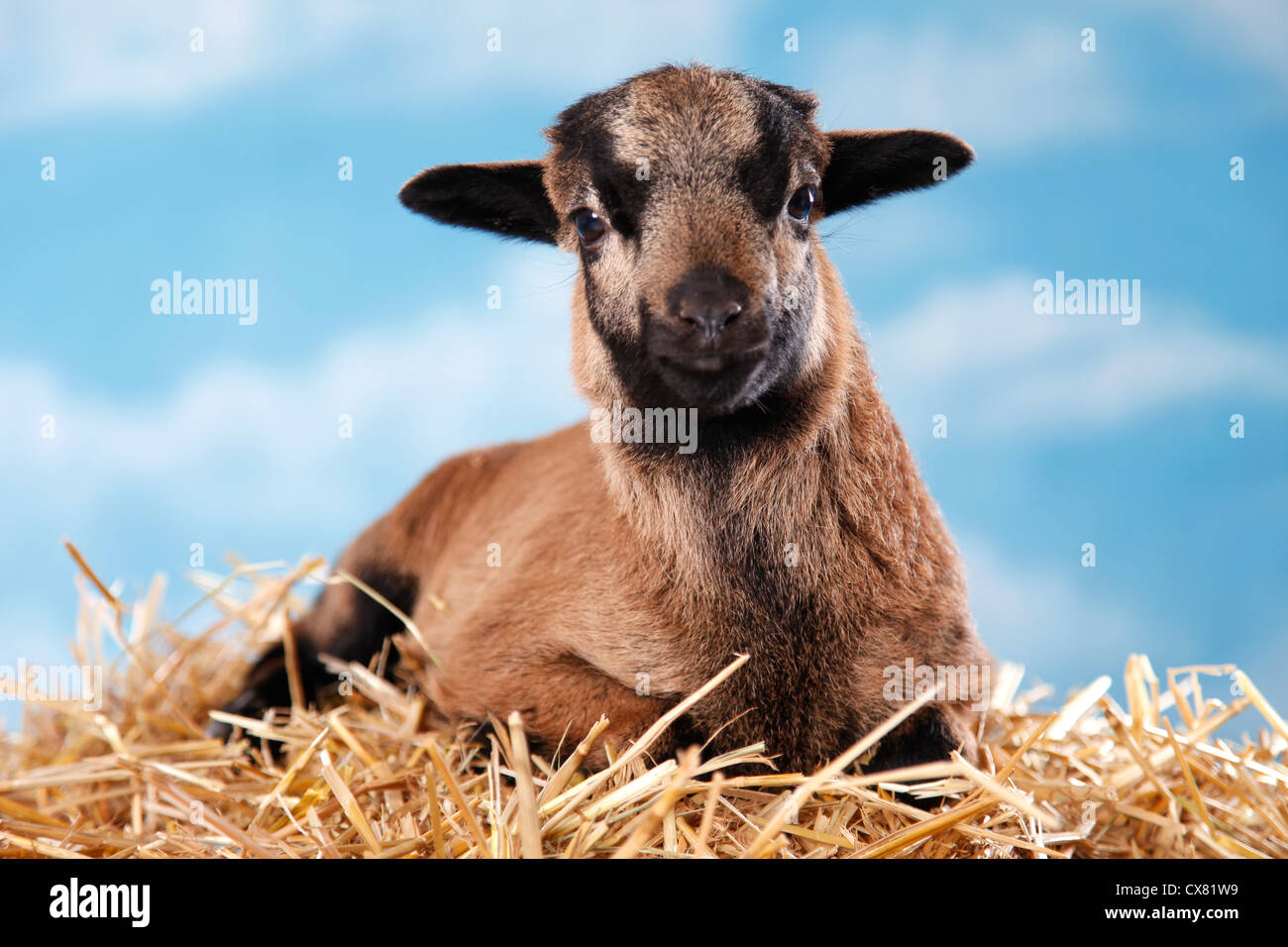 Cloud lamb hi-res stock photography and images - Alamy