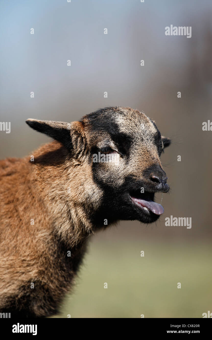 Crying lamb sheep hi-res stock photography and images - Alamy