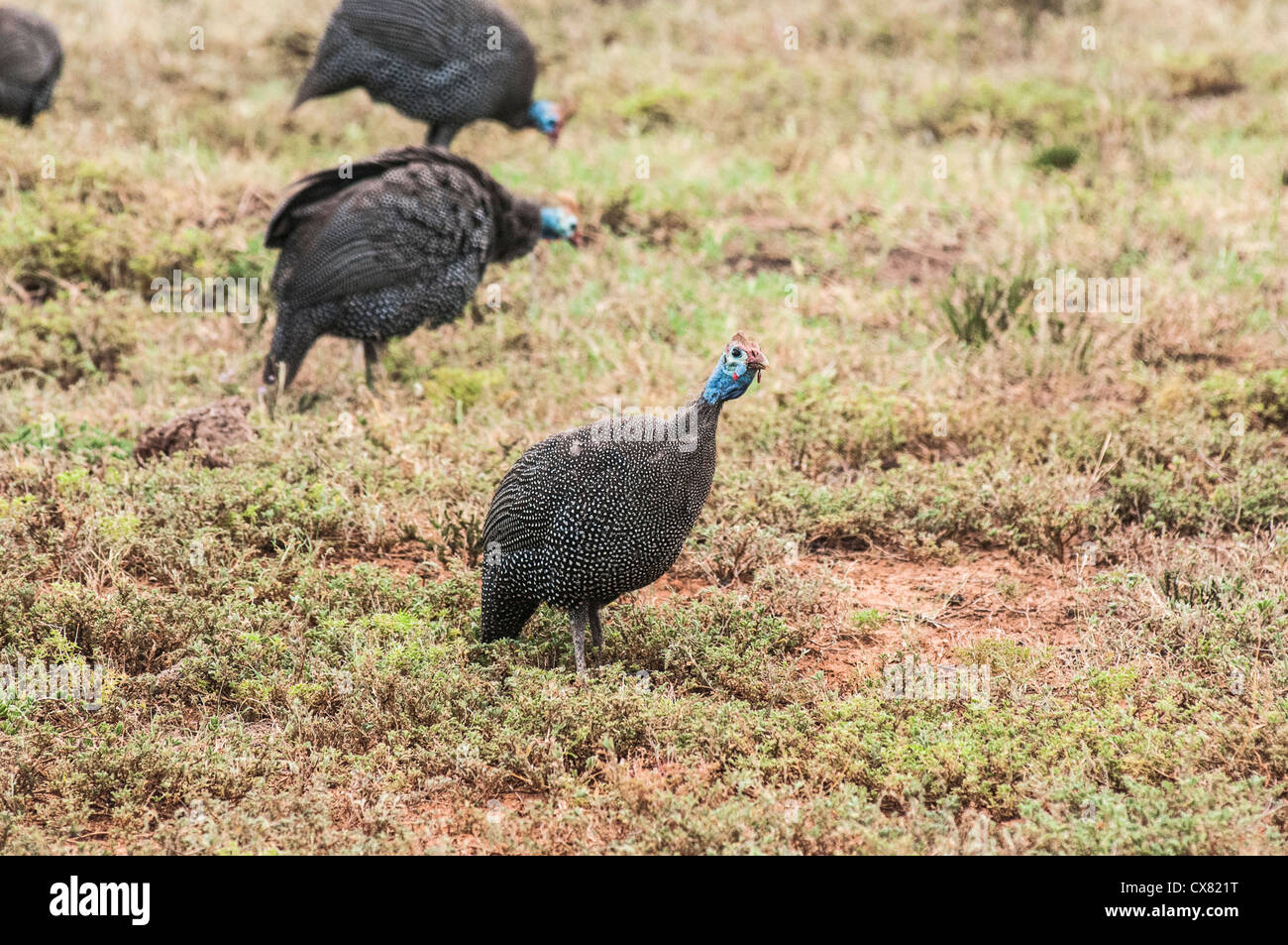Addo National Park Stock Photo - Alamy