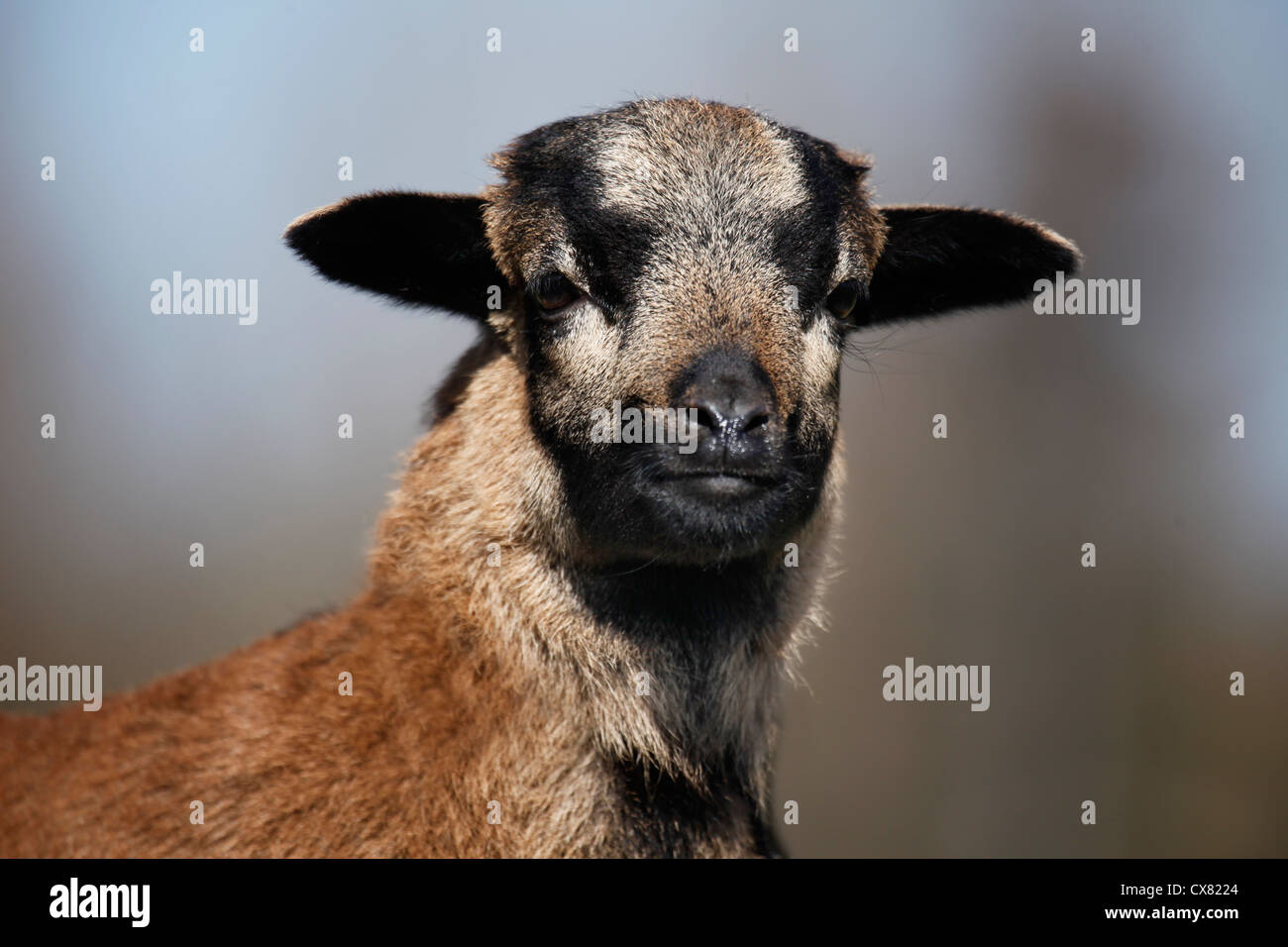 Side view of a lamb hi-res stock photography and images - Alamy