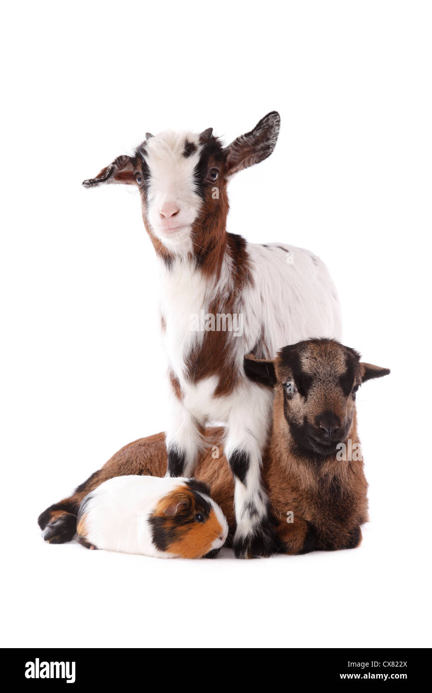 Pied goat hi-res stock photography and images - Alamy