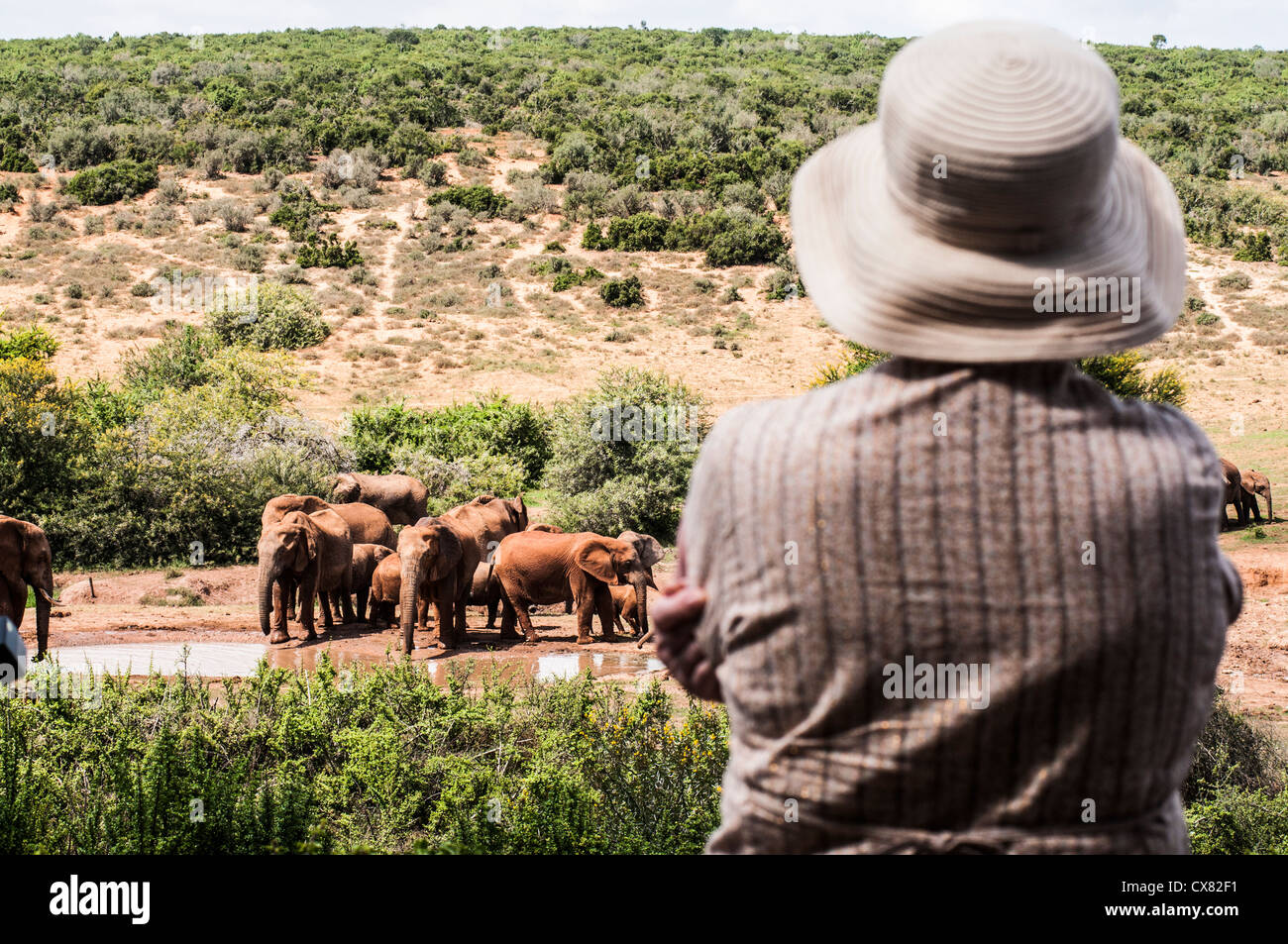 Addo National Park Stock Photo - Alamy