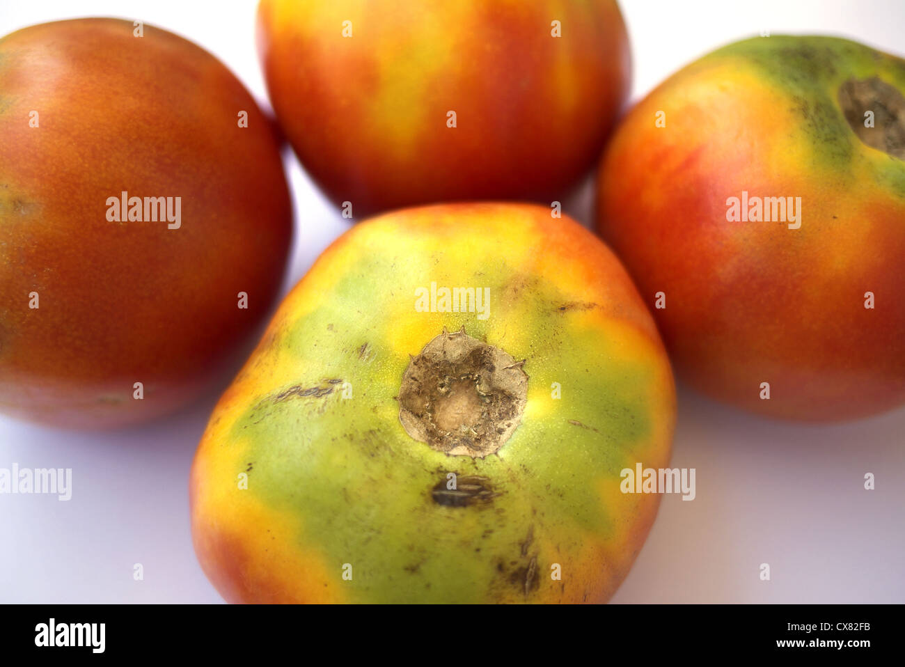 Coloured tomatoes hi-res stock photography and images - Alamy