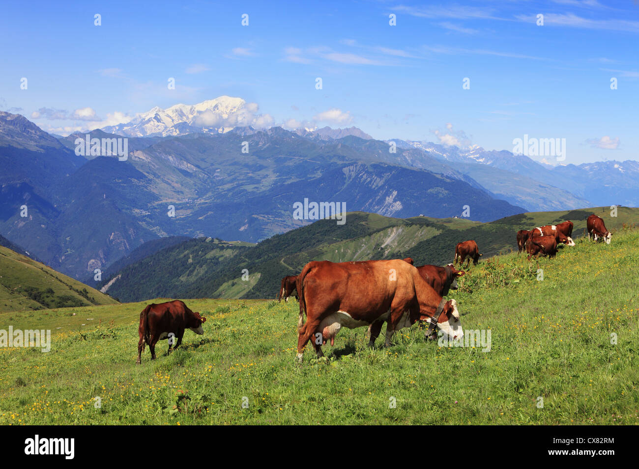 Cows grazing at high altitude in The Alps with Mont Blanc massif in the ...
