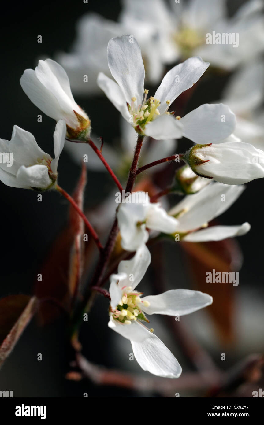 Amelanchier canadensis white flowers flower flowering blooming blossom ...