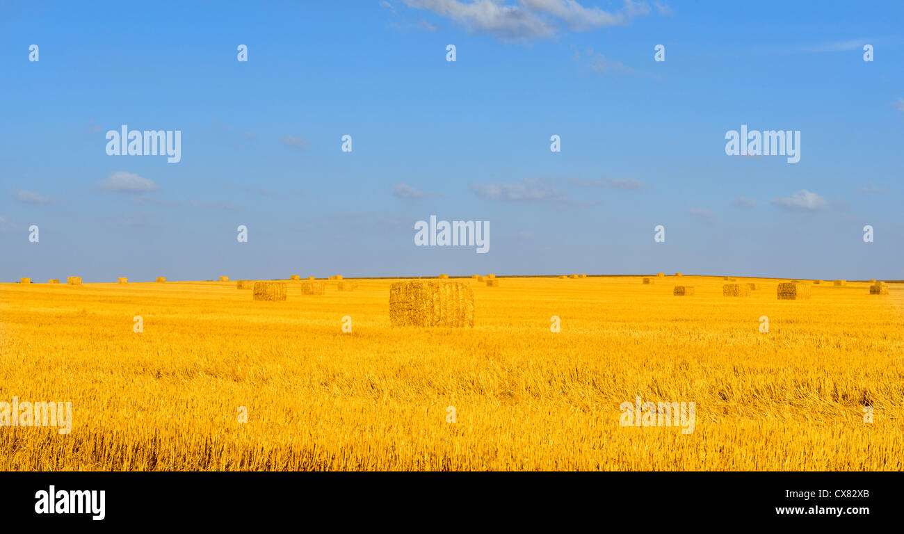 Israeli agriculture hi-res stock photography and images - Alamy