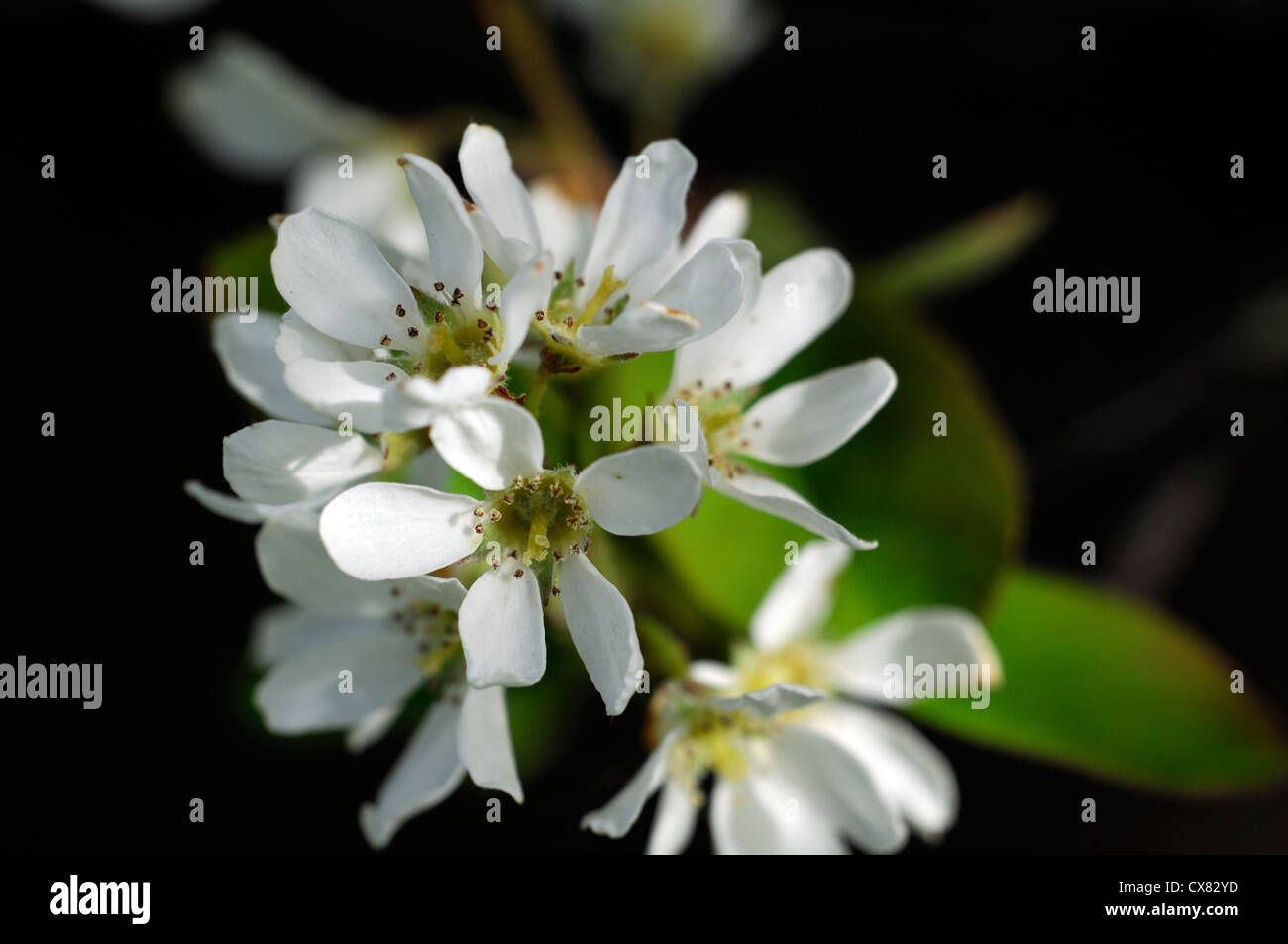 Amelanchier cretica Snowy Mespilus white flowers flowering spring bloom ...