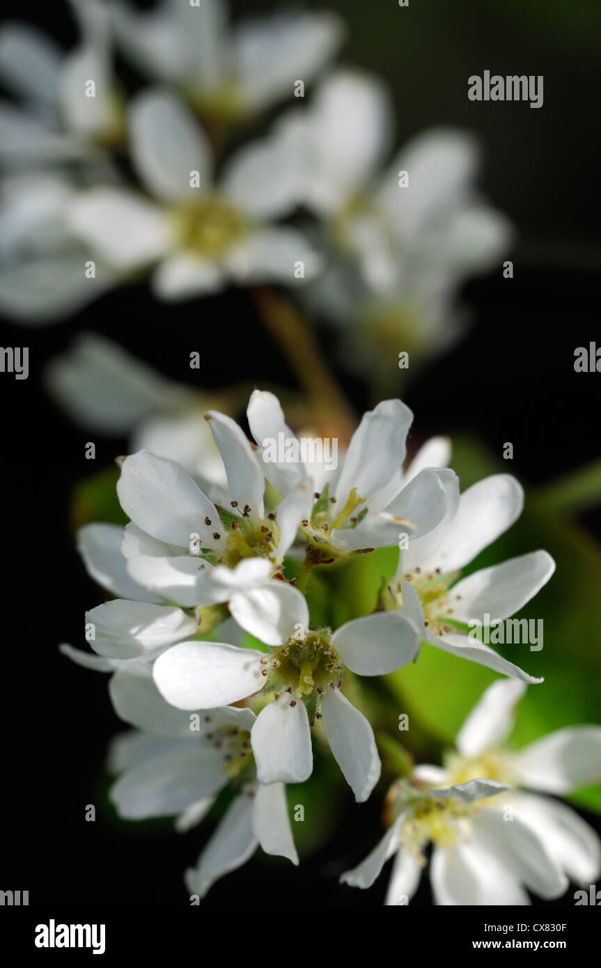 Amelanchier cretica Snowy Mespilus white flowers flowering spring bloom ...