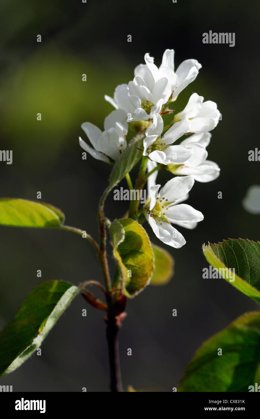 Amelanchier cretica Snowy Mespilus white flowers flowering spring bloom ...