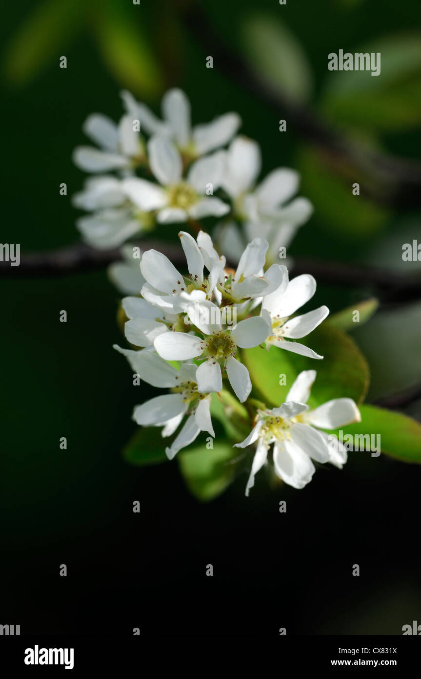 Amelanchier cretica Snowy Mespilus white flowers flowering spring bloom ...