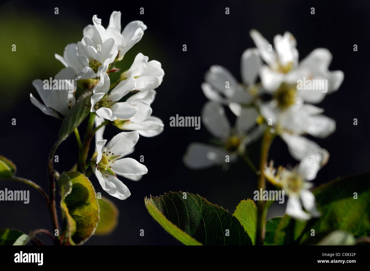 Amelanchier Snowy Mespilus High Resolution Stock Photography and Images ...