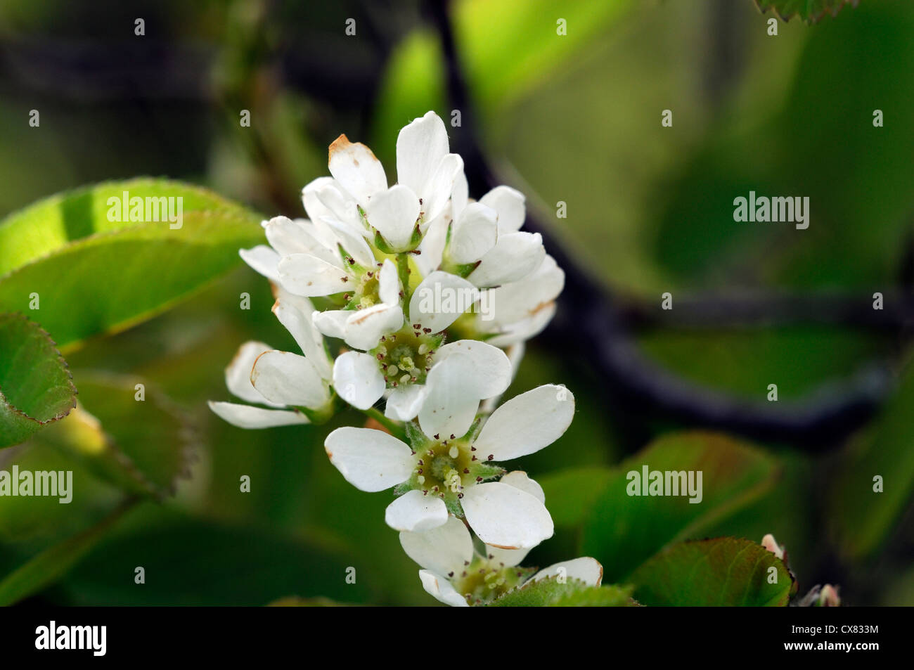 Amelanchier cretica Snowy Mespilus white flowers flowering spring bloom ...
